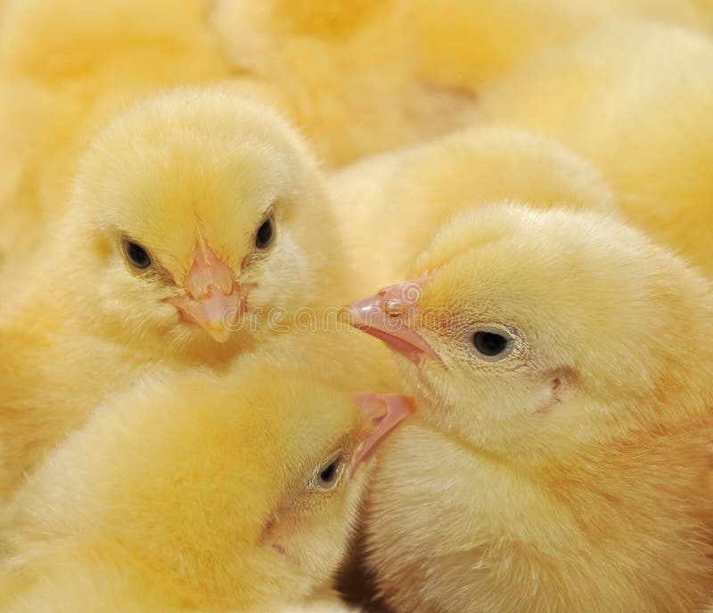 Tres pollos amarillos foto de archivo. Imagen de poultry - 68702620