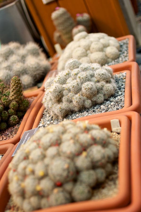 Cactus Grande Con Los Pelos Blancos Imagen de archivo - Imagen de ...