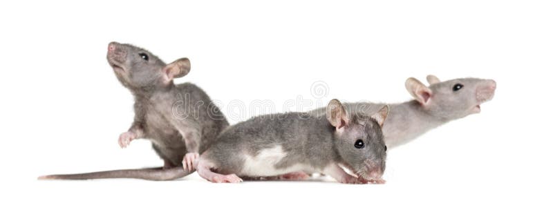 193 Tres Ratas Fotos de stock - Fotos libres de regalías de Dreamstime