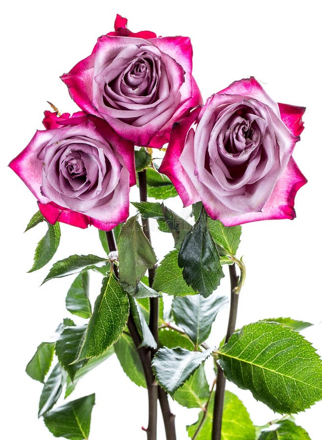 Rosas Rojas Que Marchitan Aisladas En Blanco Foto de archivo - Imagen ...