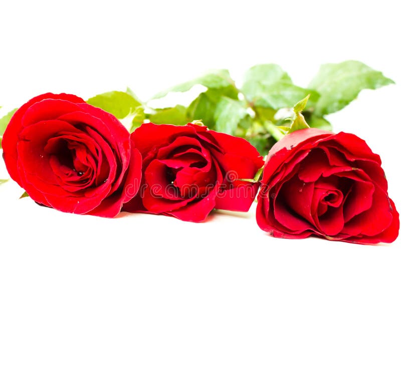 Tres rosas rojas foto de archivo. Imagen de concepto - 36874194