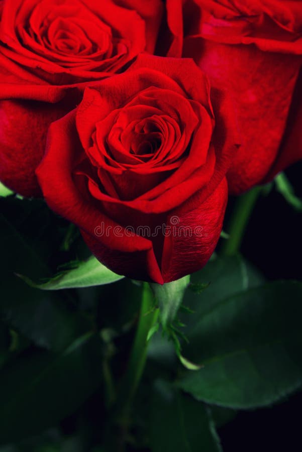 Tres rosas rojas imagen de archivo. Imagen de cubo, romance - 58129711