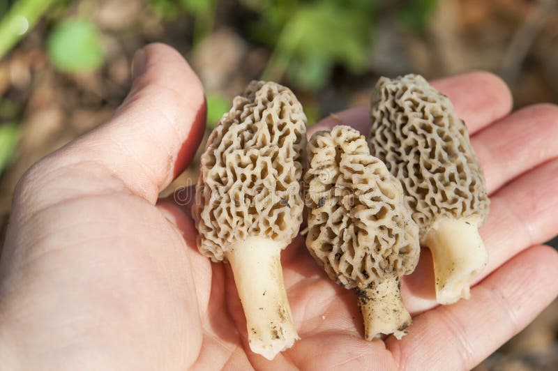 Tres Setas De La Morilla (Morchella Esculenta) Imagen de archivo ...