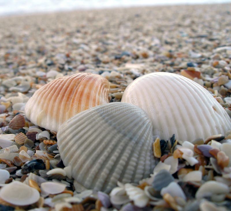 Lapas imagen de archivo. Imagen de marina, costa, vacaciones - 534017