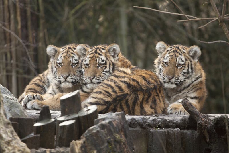 Dos Tigres Jovenes Que Se Sientan En Waterhole En El Maharashtra De La ...