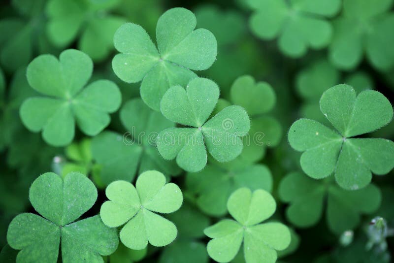 Tréboles de tres hojas imagen de archivo. Imagen de santo - 23734597