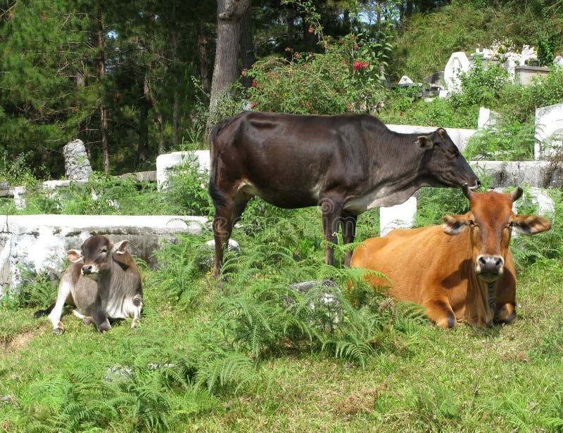 Tres vacas foto de archivo. Imagen de pastoral, vaca - 10008326