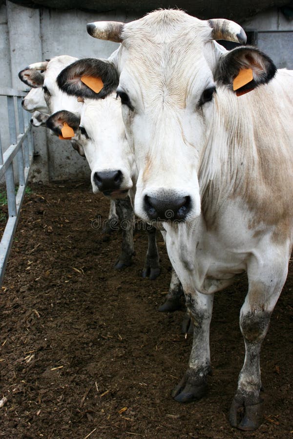 Tres vacas foto de archivo. Imagen de vacas, italia, granja - 5606938