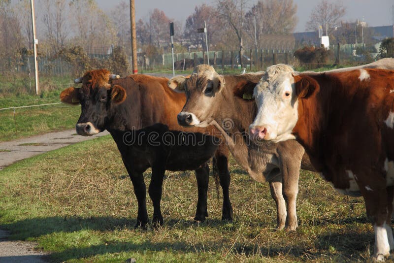 Tres Vacas Detrás De Una Cerca Del Alambre De Púas. Foto de archivo ...