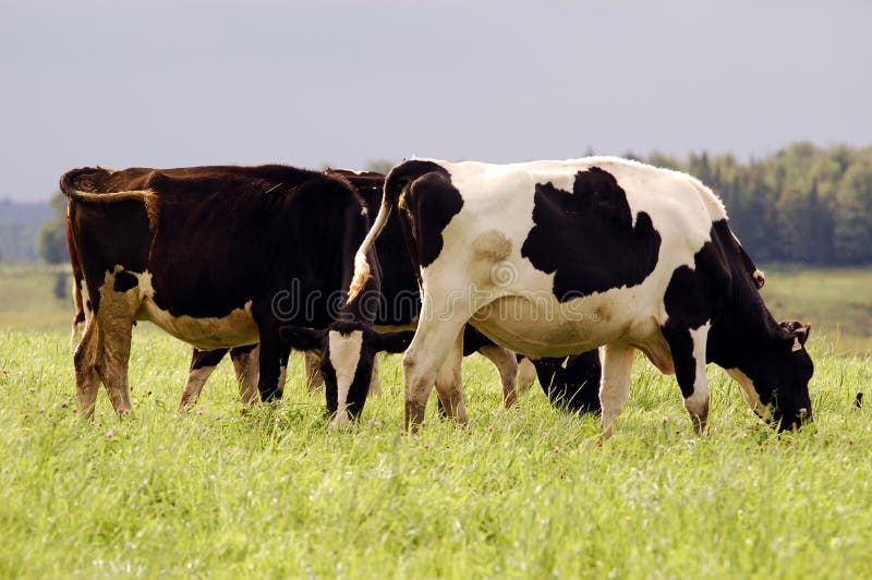 Tres vacas canadienses imagen de archivo. Imagen de alimento - 1124463