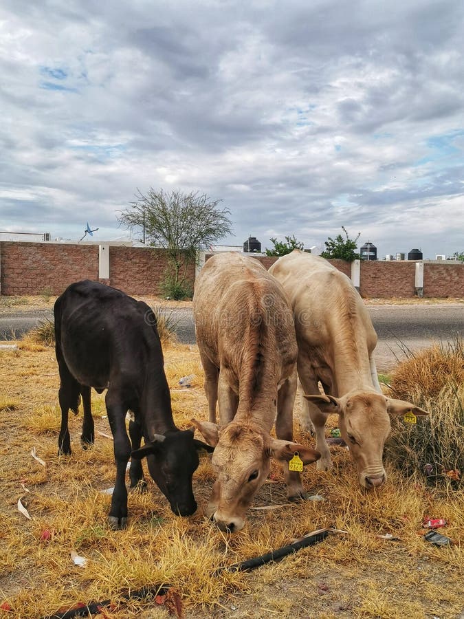 Tres vacas comiendo pasto imagen editorial. Imagen de safari - 190820845