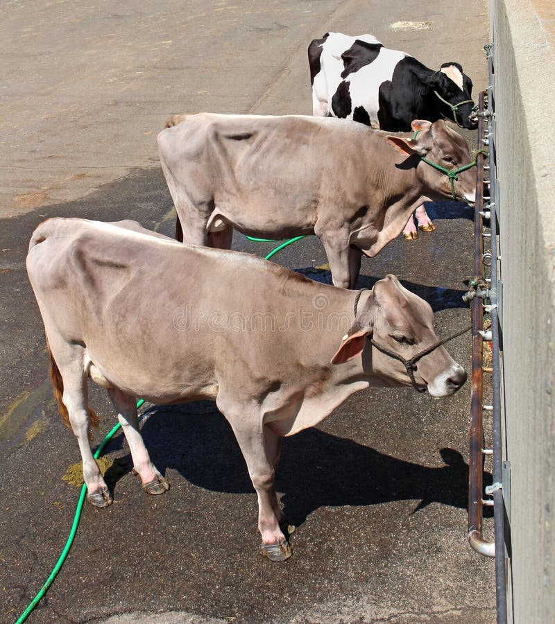 Tres vacas confinadas foto de archivo. Imagen de rancho - 48389706