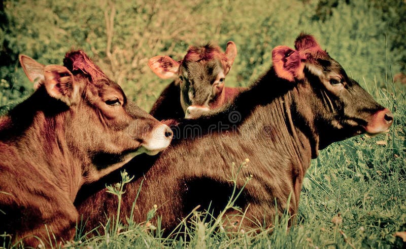 Tres vacas de Brown foto de archivo. Imagen de vaca, siéntese - 15044366