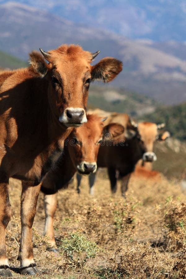 Tres vacas foto de archivo. Imagen de rojo, marr, nublado - 462700