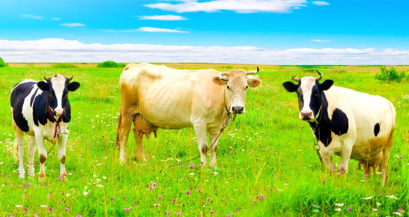 Tres vacas divertidas foto de archivo. Imagen de fresco - 8150610