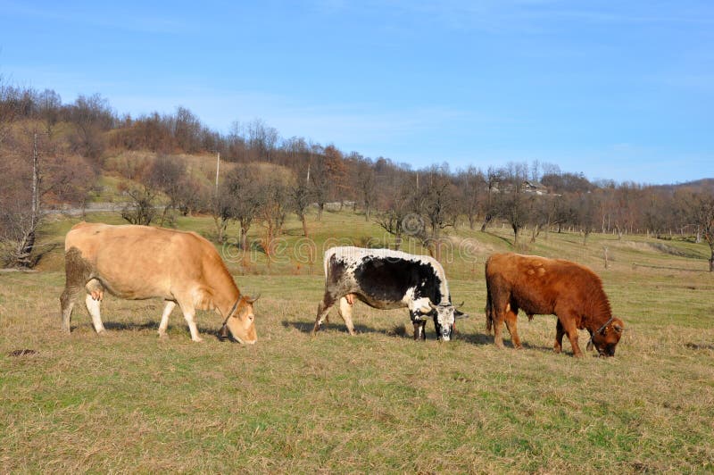 Tres vacas en la granja foto de archivo. Imagen de paste - 17398286