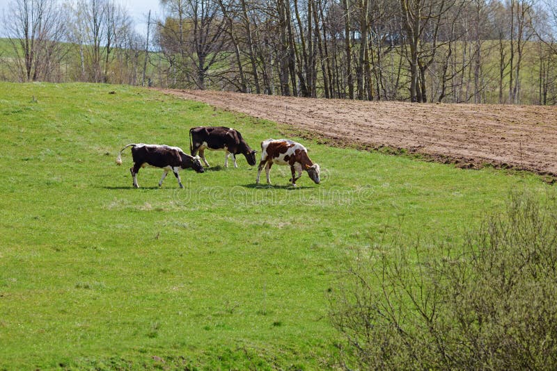 Tres vacas en pasto verde imagen de archivo. Imagen de ganados - 92095661
