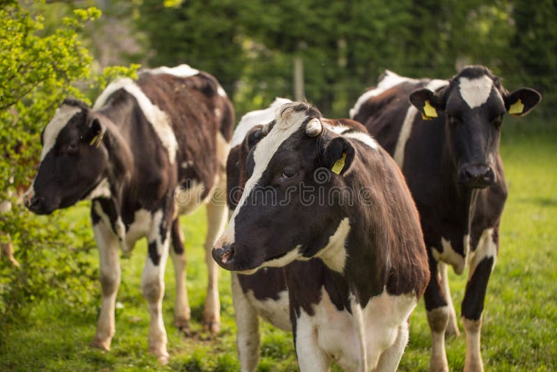 Tres vacas en un campo imagen de archivo. Imagen de granja - 54520197