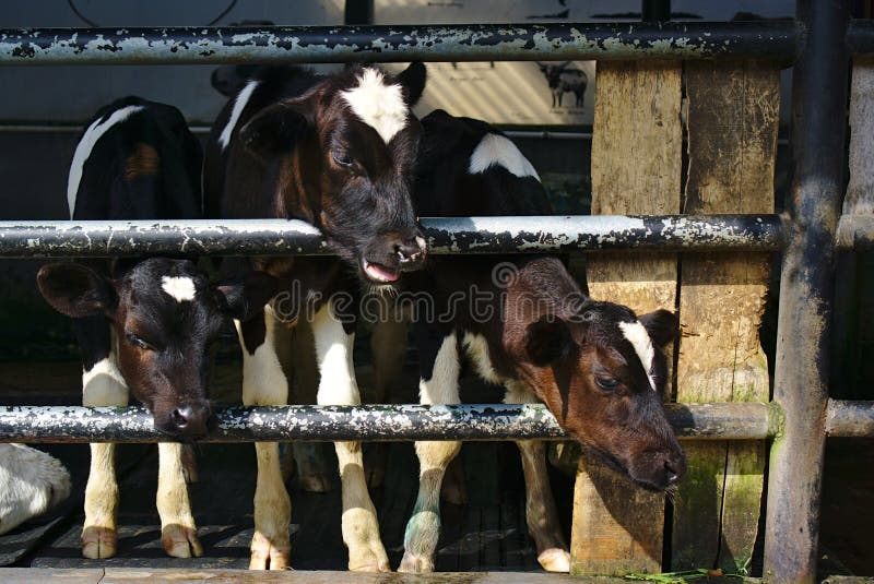 Tres Vacas Detrás De Una Cerca Del Alambre De Púas. Foto de archivo ...