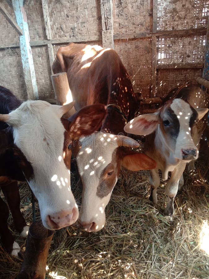 Tres Vacas Marrones En El Establo Foto de archivo - Imagen de fauna ...