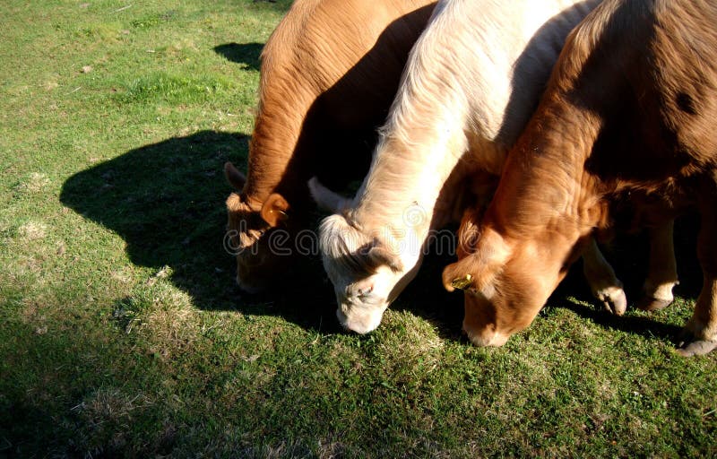 Tres Vacas Que Comen La Hierba Imagen de archivo - Imagen de cortijo ...