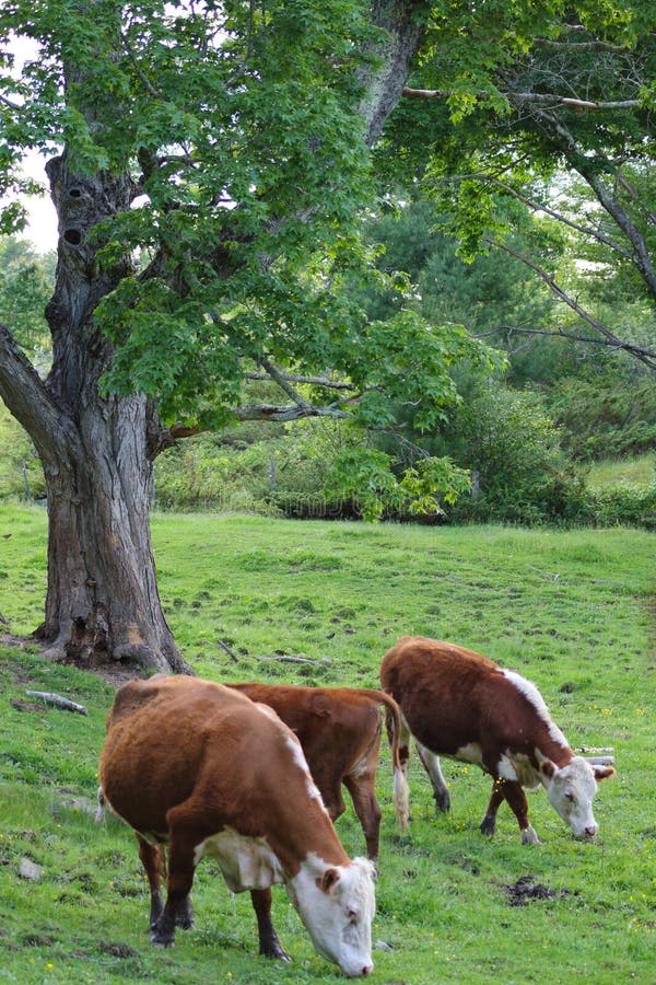 Tres Vacas Detrás De Una Cerca Del Alambre De Púas. Foto de archivo ...