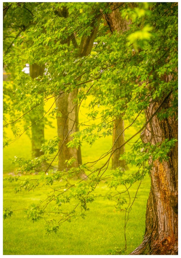 Trees and Branches Rustling in Wind and Rain Stock Photo - Image of ...