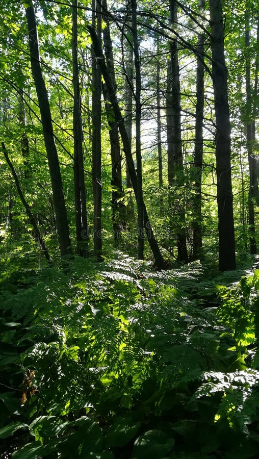 Tress on the green grass stock image. Image of natural - 204538613