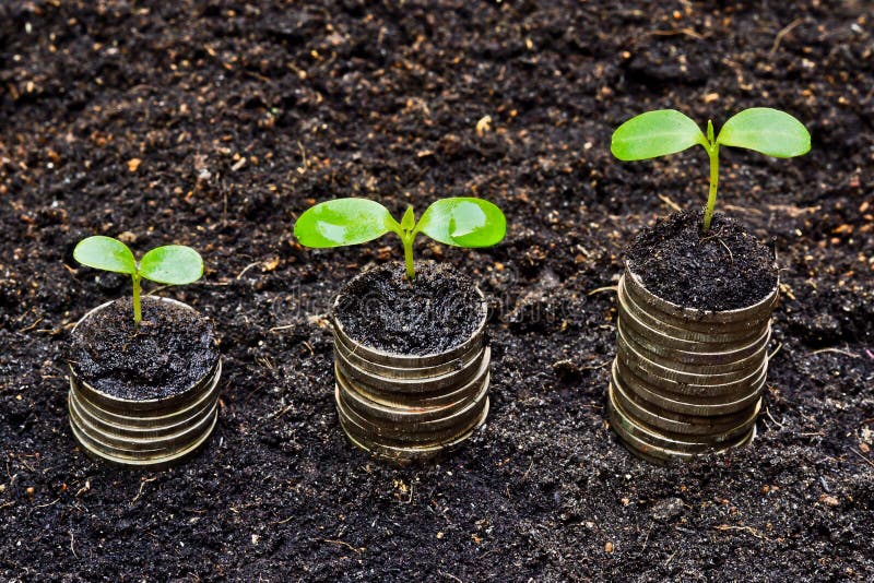 Tress growing on coins stock photo. Image of friendly - 36480344