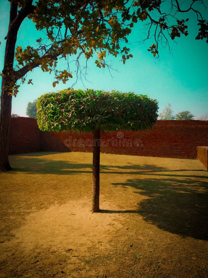 Tress has getting hair cut stock photo. Image of tree - 135447118