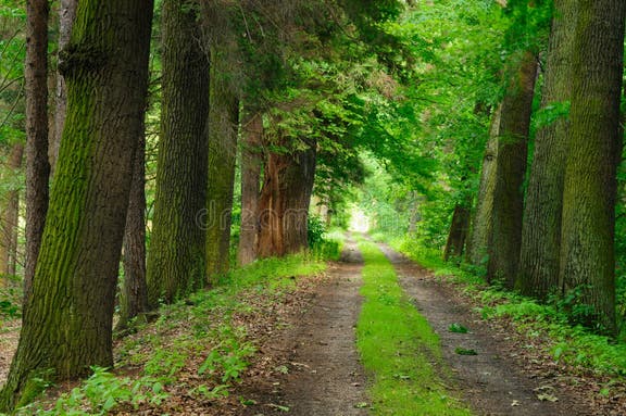 Tress path stock image. Image of leaf, environment, distant - 9772131