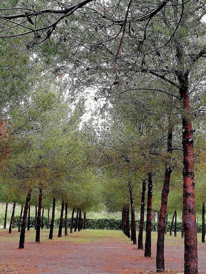 Tress stock image. Image of landscape, trees, nature, forest - 6735695