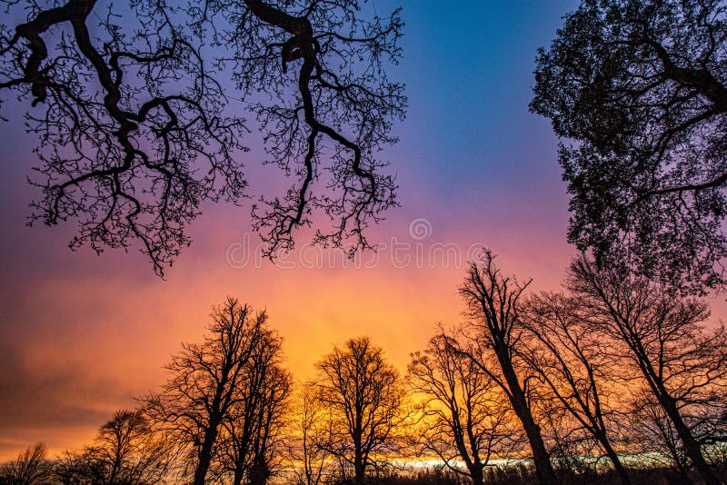 Tress sun colour stock photo. Image of colour, dawn - 239847170