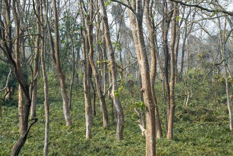 Trees in a forest stock photo. Image of tree, trunk - 268343664