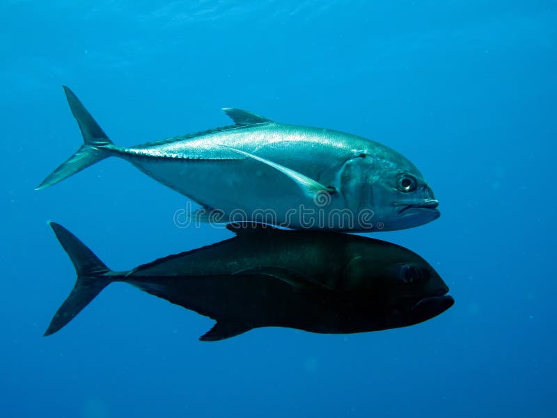 Trevally stock photo. Image of nature, clear, tropical - 10120038
