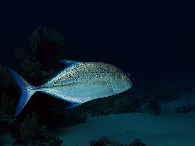 Cero mackerel fish stock image. Image of water, scomberomorus - 25210569