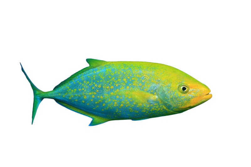 Trevally (Jack fish) stock image. Image of fish, yellow - 22411655