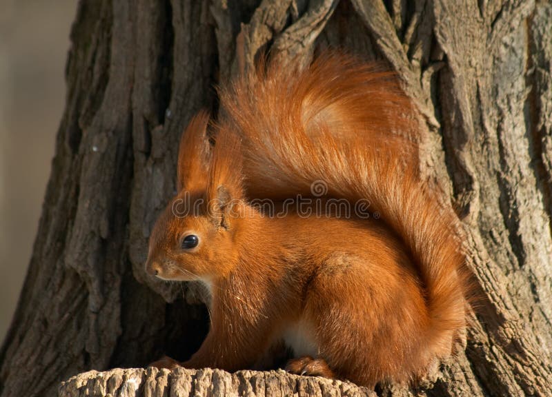 Rödhake fotografering för bildbyråer. Bild av journal - 15852179