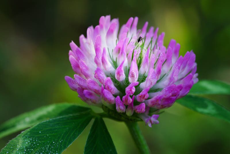 Trevo-roxo foto de stock. Imagem de arroz, violeta, trevo - 3133330