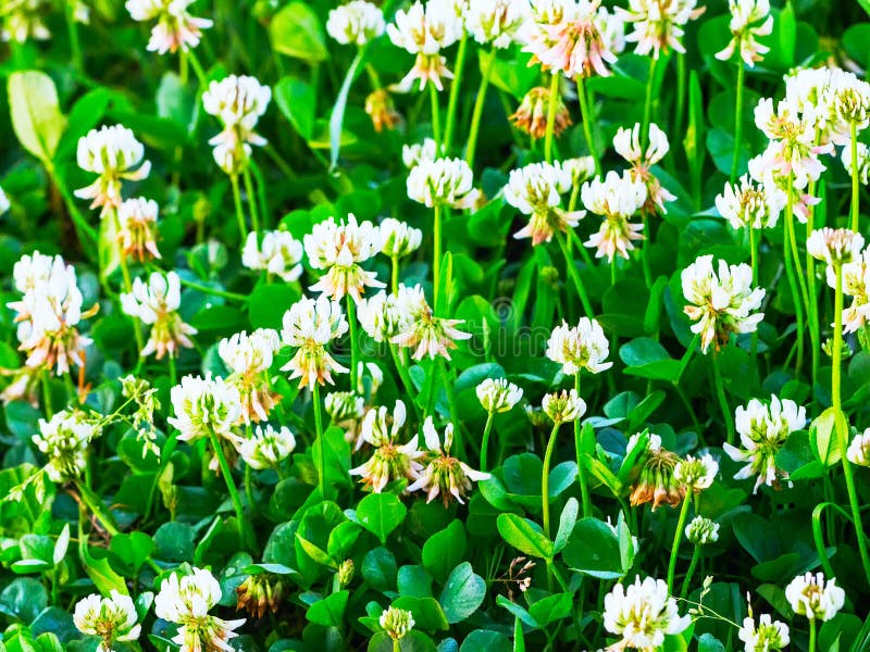 Trevo branco imagem de stock. Imagem de branco, pétala - 14925407