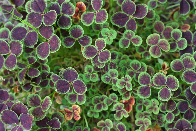 Trevo colorido foto de stock. Imagem de trevo, sorte, folhas - 2308516