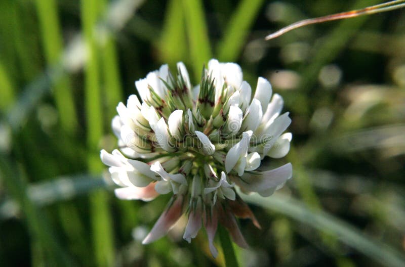 Trevo da flor, foto macro foto de stock. Imagem de fundo - 128356140