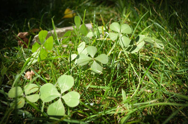 Trevo da sorte foto de stock. Imagem de buquê, escassez - 99897410
