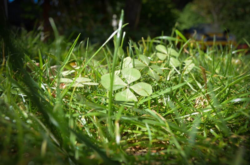 Trevo da sorte foto de stock. Imagem de buquê, escassez - 99897410