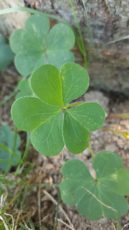 Trevo stock image. Image of flora, nature, plant, green - 77436885