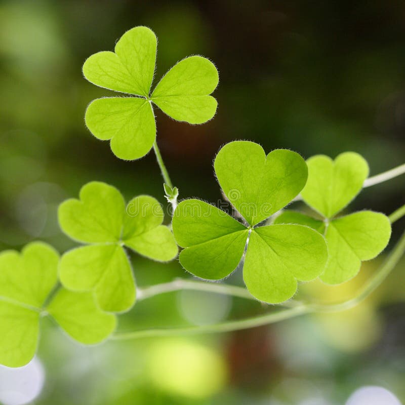 Folha e joaninhas do trevo imagem de stock. Imagem de shamrock - 40908147