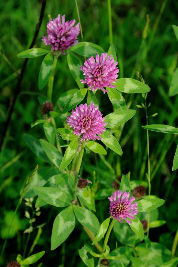 Trevo vermelho imagem de stock. Imagem de mola, flor - 14755649