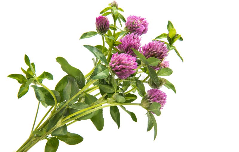 Pratense do Trifolium foto de stock. Imagem de jardim - 31721556