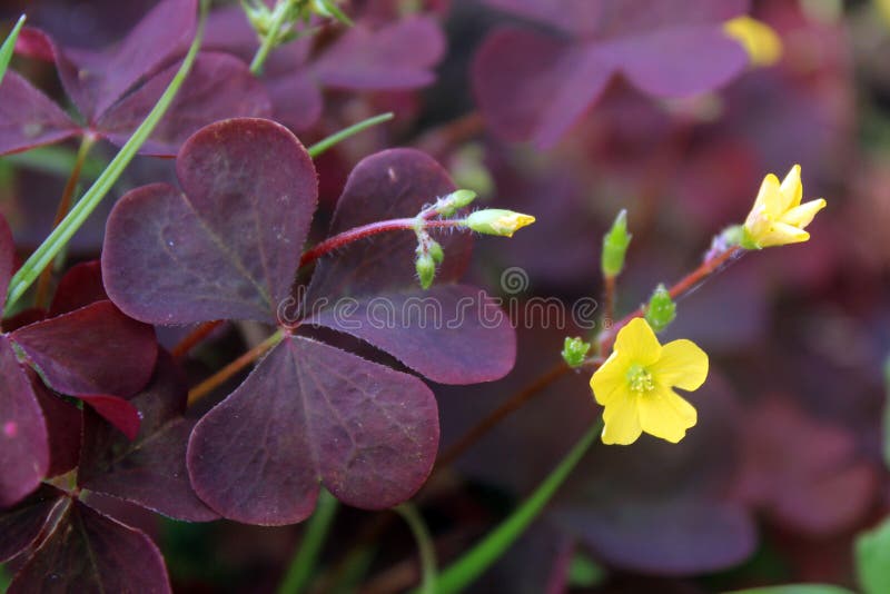 Trevo colorido foto de stock. Imagem de trevo, sorte, folhas - 2308516