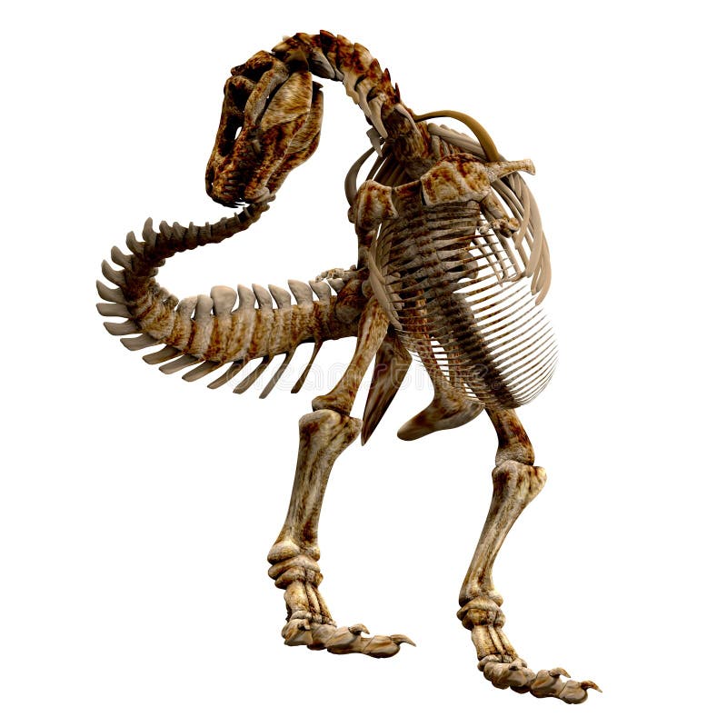 Common Marmoset Skeleton